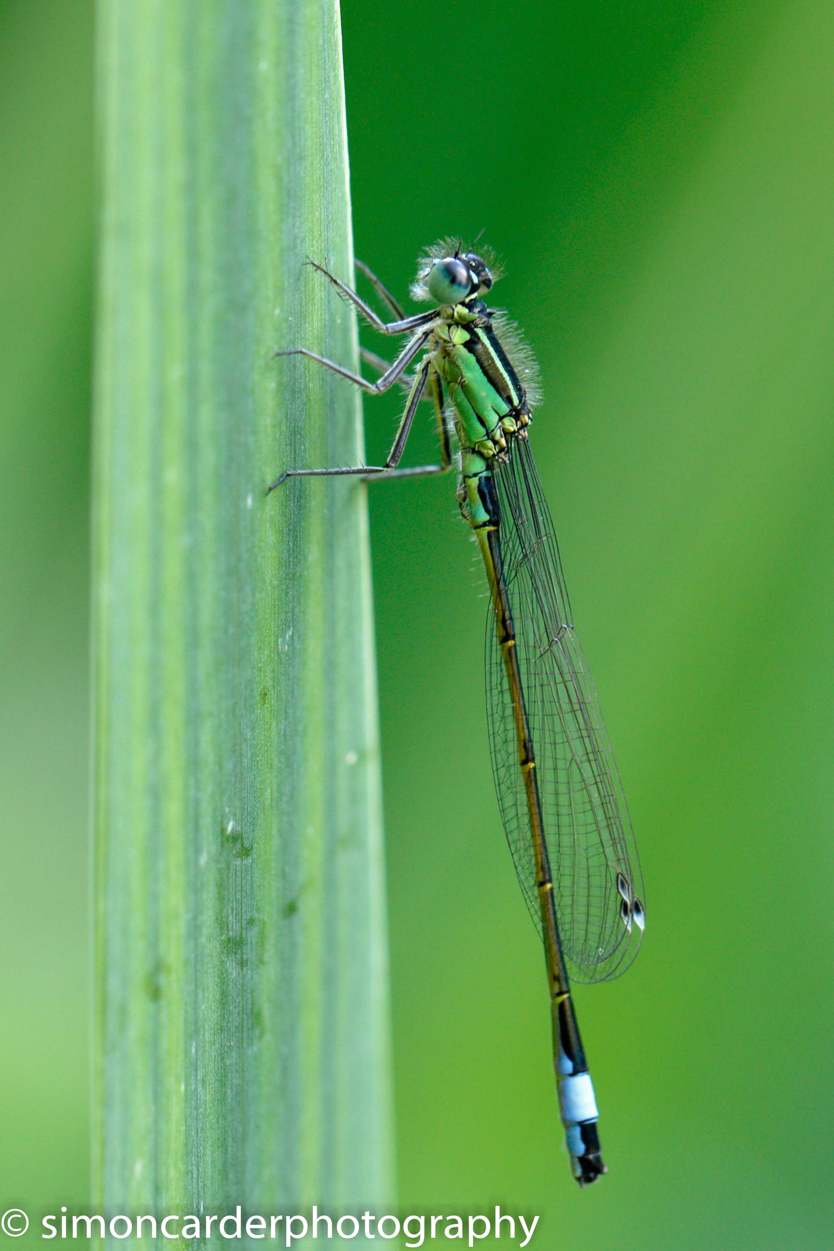 Blue-tailed damselfly female-2 – Cam Valley Wildlife Group
