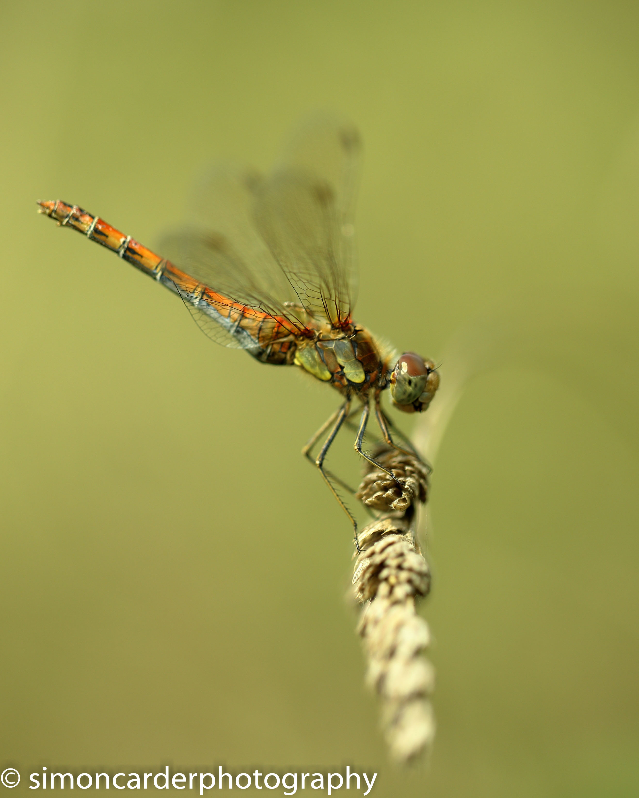 Common darter female-2 – Cam Valley Wildlife Group